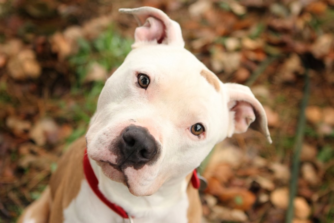 hd-puppy-pitbulls-pictures - Pitties & Purrs